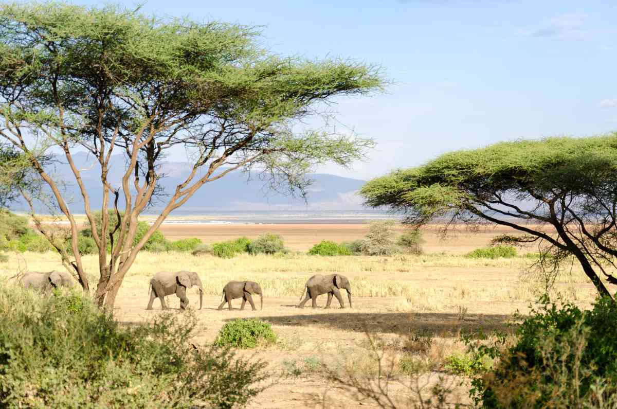Budget Travel in Lake Manyara | Safari Travel Guide