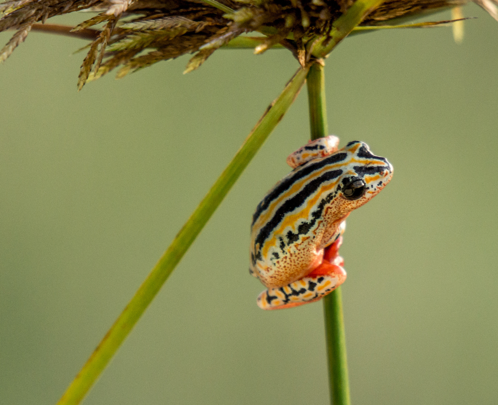 Budget Travel in iSimangaliso Wetland Park | Safari Travel Guide