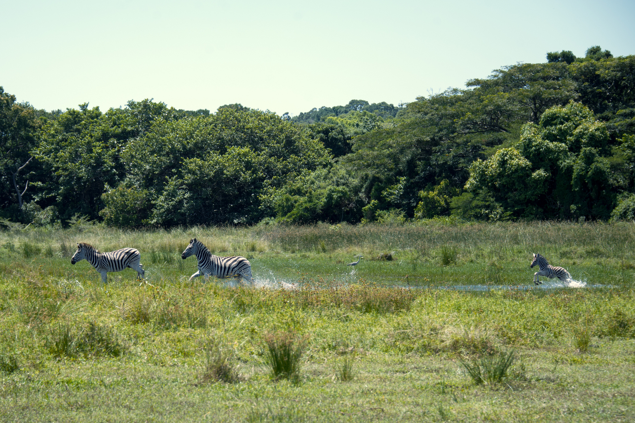 Budget Travel in iSimangaliso Wetland Park | Safari Travel Guide