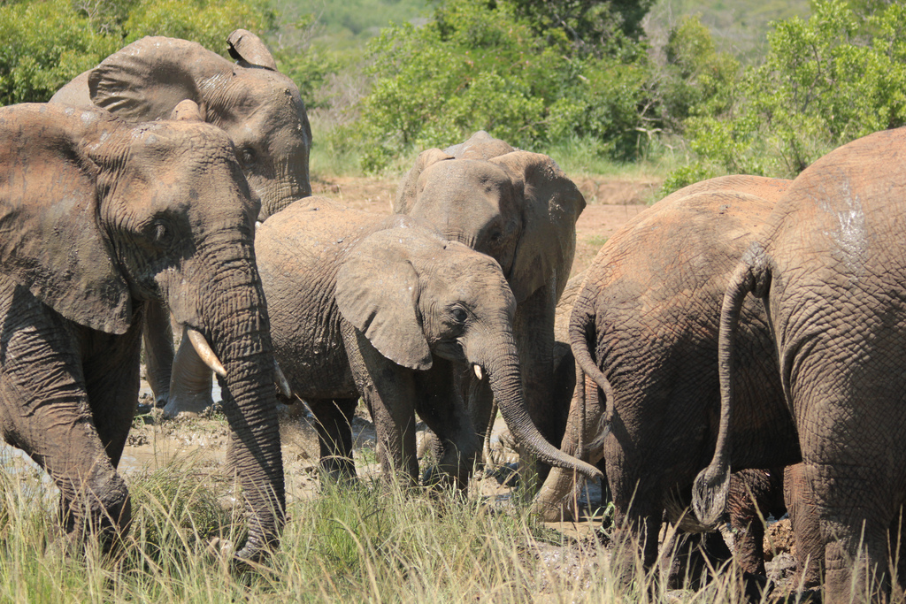 Budget Travel in Hluhluwe-Imfolozi Game Reserve | Safari Travel Guide