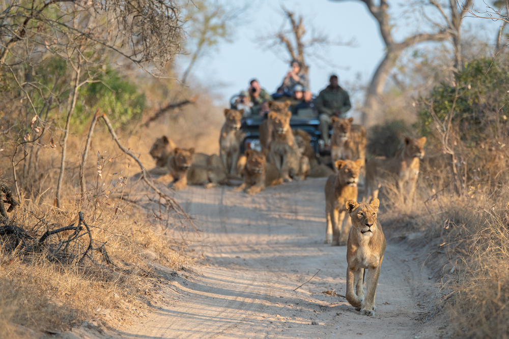 Kruger National Park Safari: Guide by African Budget Safaris