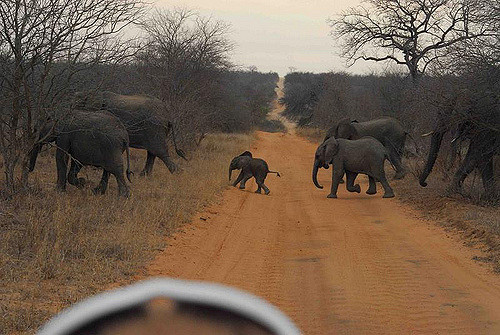 Timbavati Private Nature Reserve Safari Guide