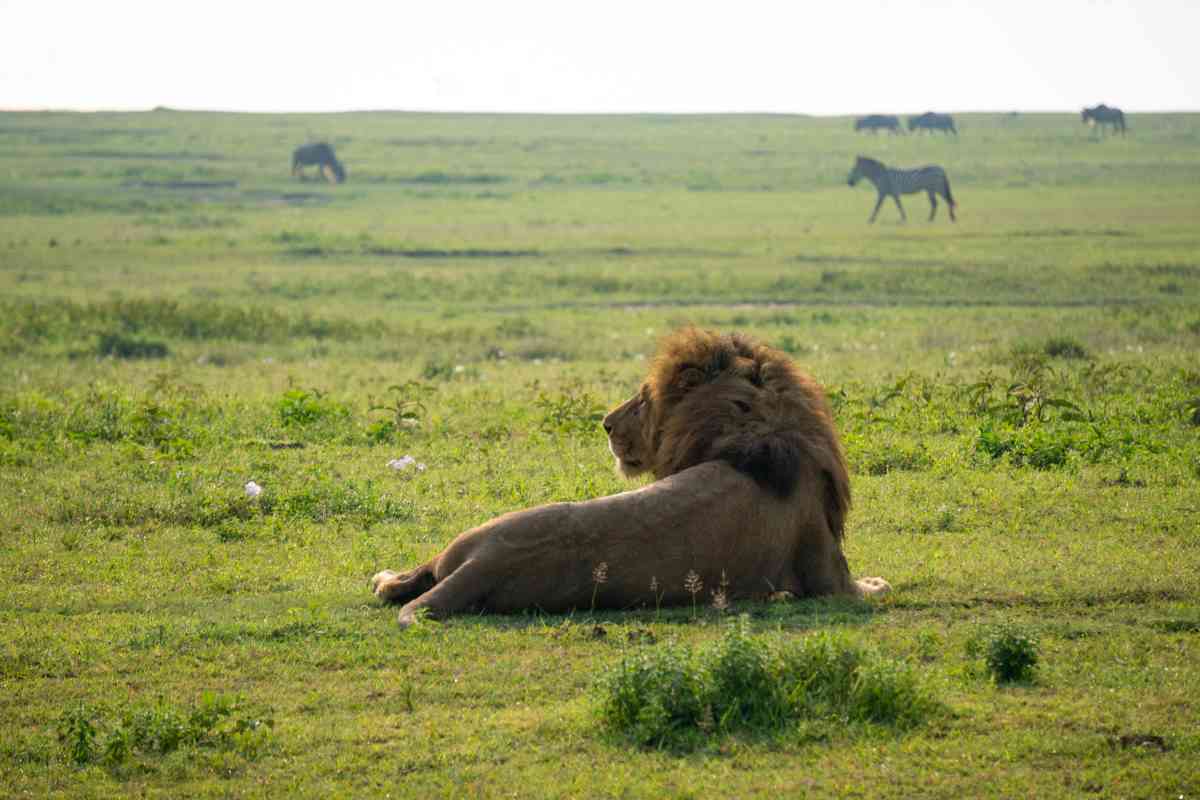 Ngorongoro Crater in Tanzania | African Budget Safaris Guide