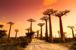 African Baobabs | Best Places to See Baobab Trees on Baobab Safaris