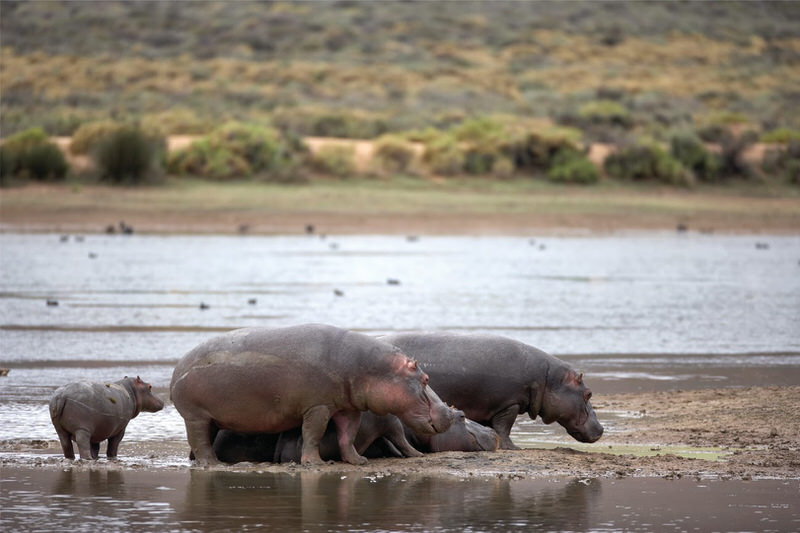 Aquila Game Reserve - Big 5 Cape Town Safari