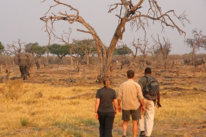 Khwai Concession Safaris | Khwai River Safari Tours