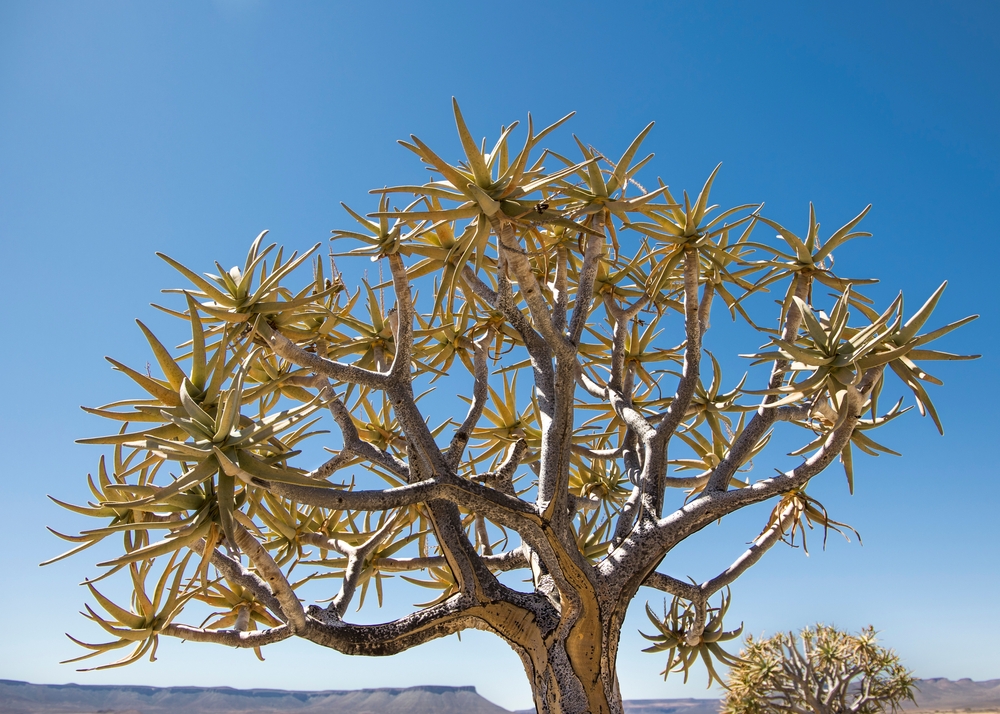 Budget Travel in Karoo | Safari Travel Guide