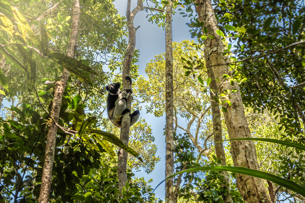 Madagascar Safaris : Andasibe-Mantadia National Park